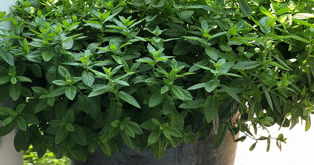 Barefoot Contessa | Mint Mania!